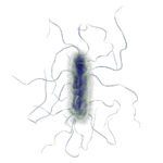 Bakterija Proteus mirabilis – neprijatelj u telu – Institut "Dr Josif ...